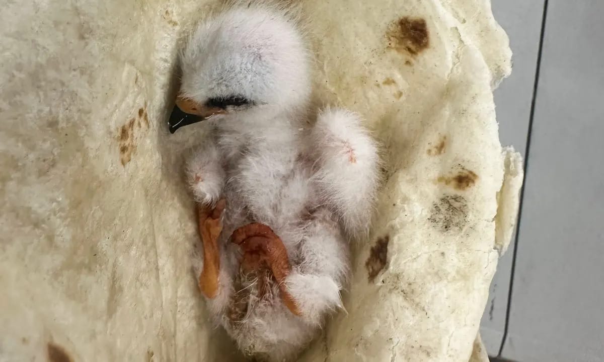 Family Saves Baby Bird With Ingenious Tortilla Rescue - Pregged.com